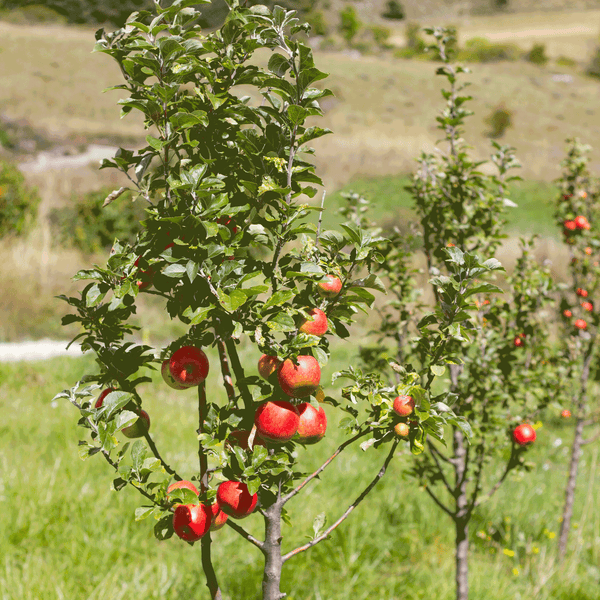 Gala Apple Tree for Sale: Enjoy Sweet and Versatile Fruit from Your Own ...