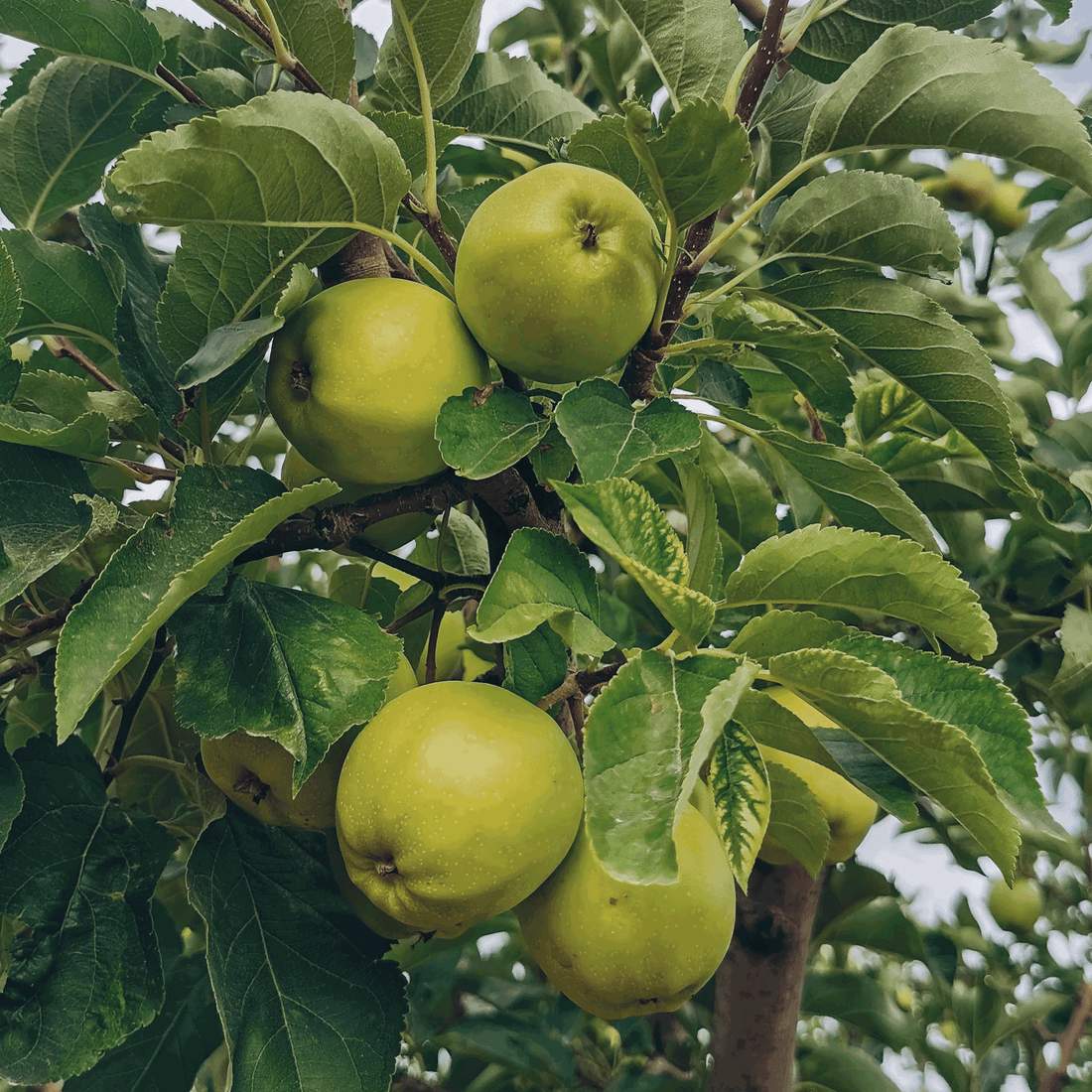 Granny Smith Apple Tree | The Sill