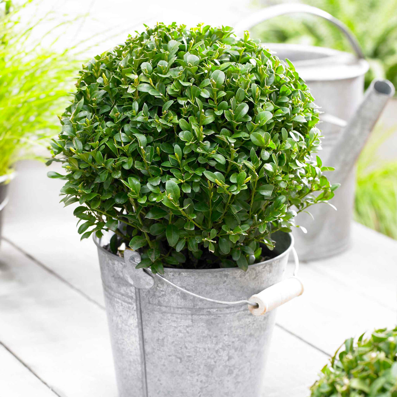 Green Mountain Topiary Boxwood (Ball) | The Sill