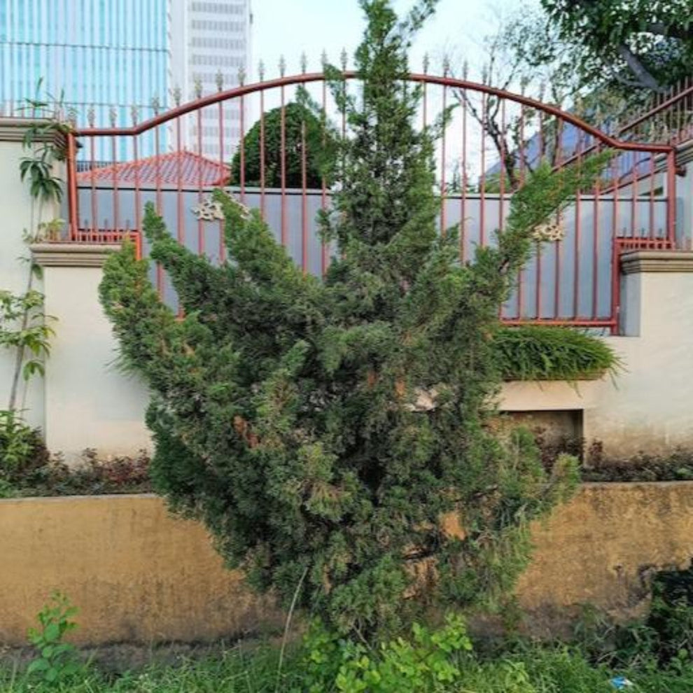 Hollywood Juniper Tree | The Sill