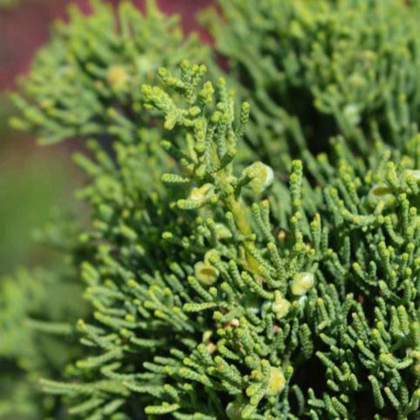 Hollywood Juniper Tree | The Sill
