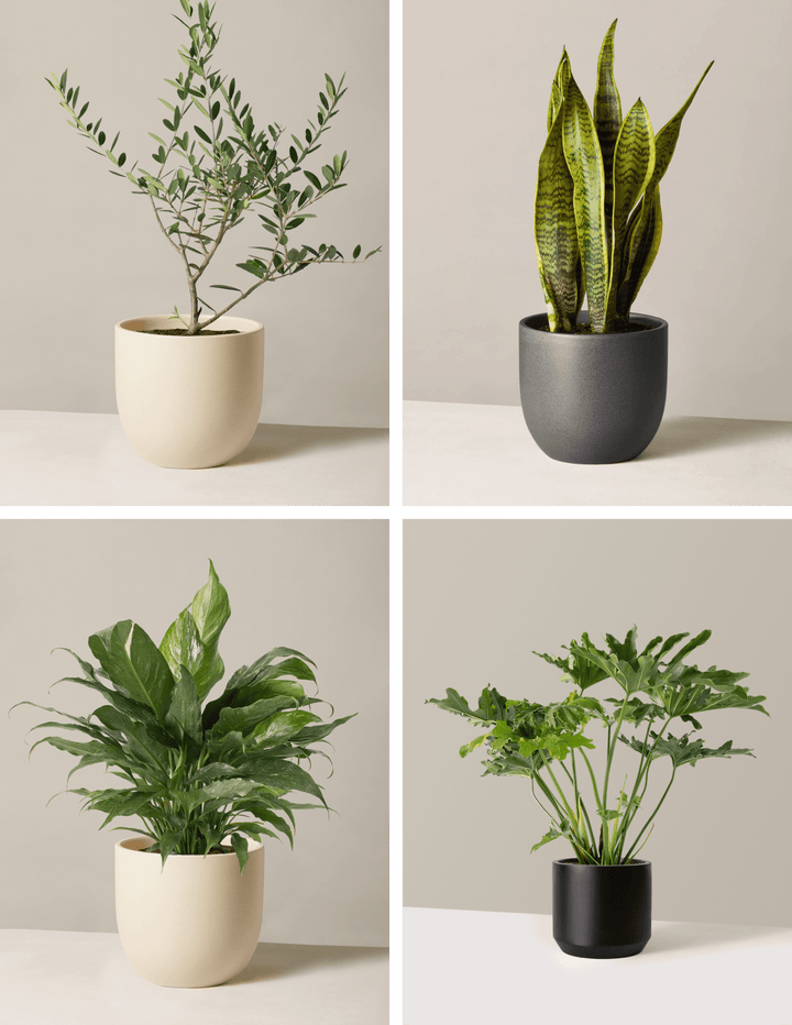 Our Best Deals | Live Plants on Sale | Free Shipping | The Sill