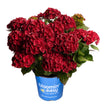 Cherry-Go-Round® Hydrangea | The Sill