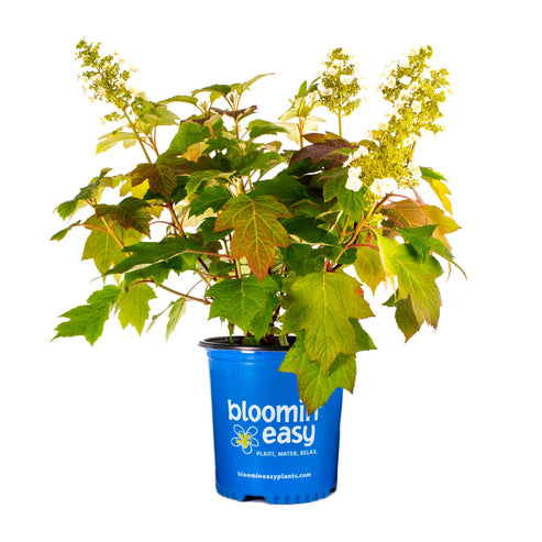 Toy Soldier™ Hydrangea | The Sill