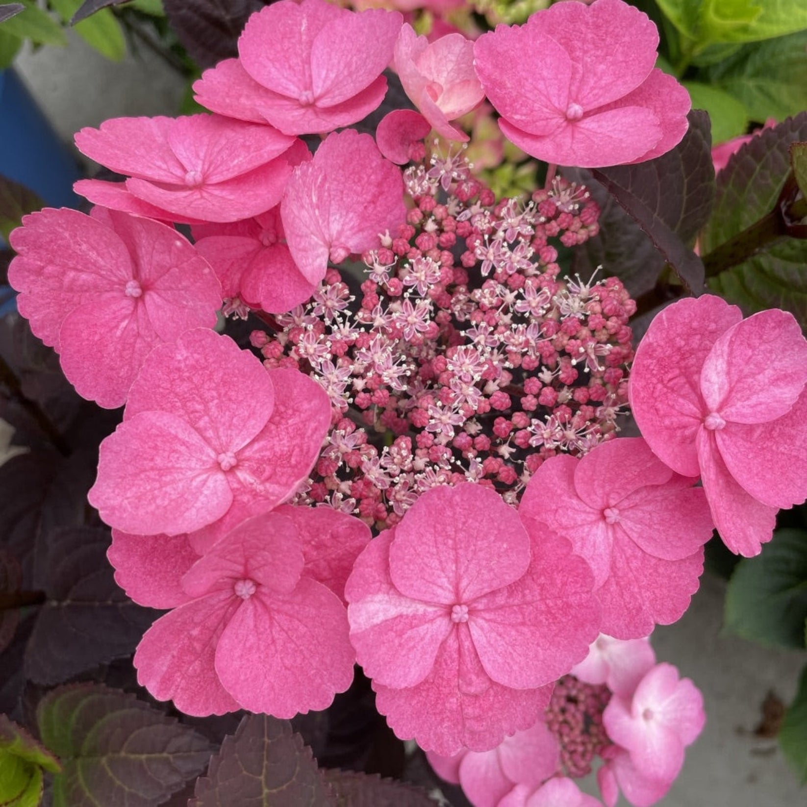 Pink Dynamo™ Hydrangea | The Sill