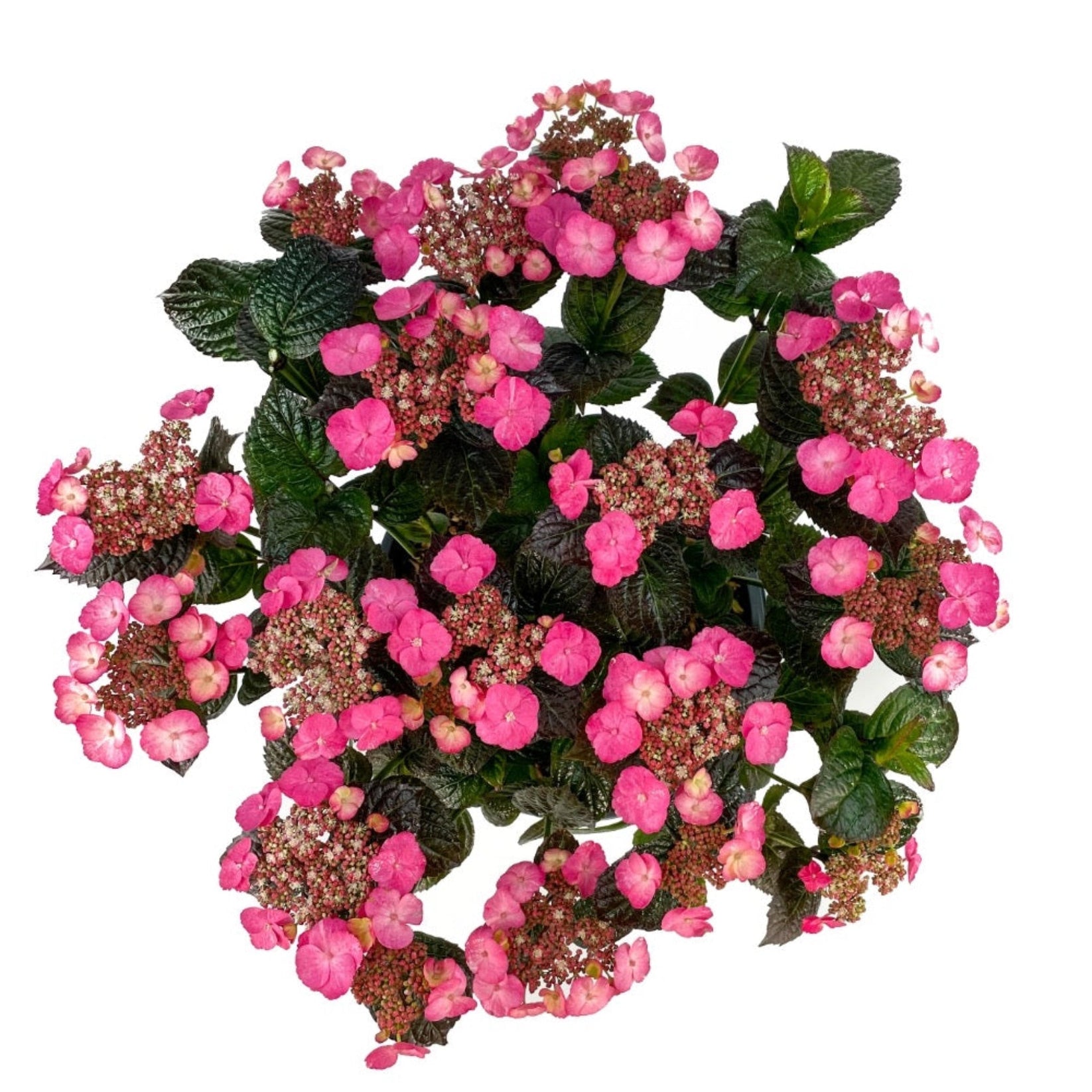 Pink Dynamo™ Hydrangea | The Sill