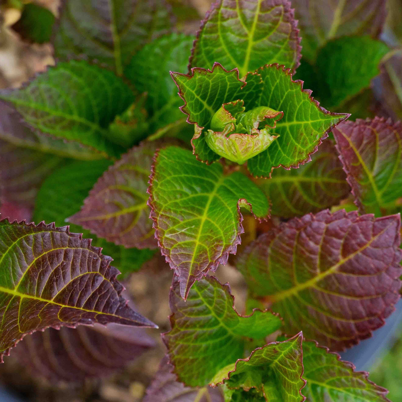 Cherry-Go-Round® Hydrangea | The Sill
