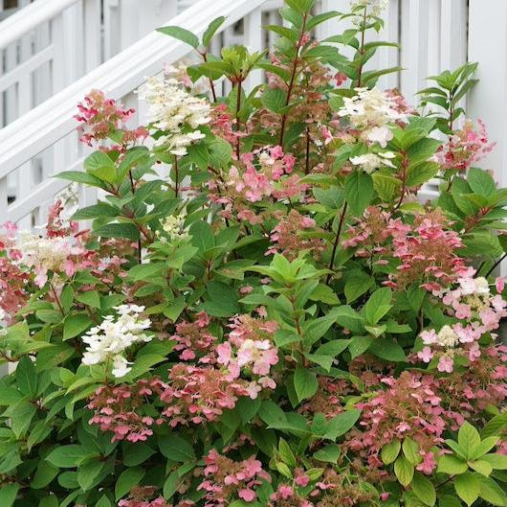 Quick Fire® Hydrangea Tree | The Sill