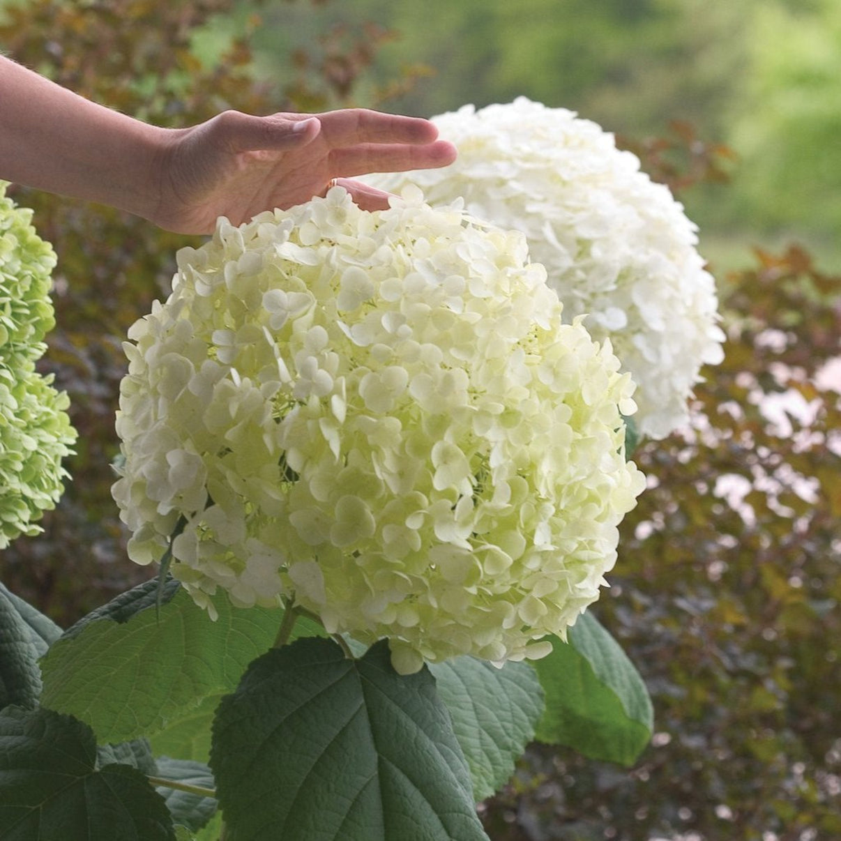 Incrediball® Hydrangea | The Sill