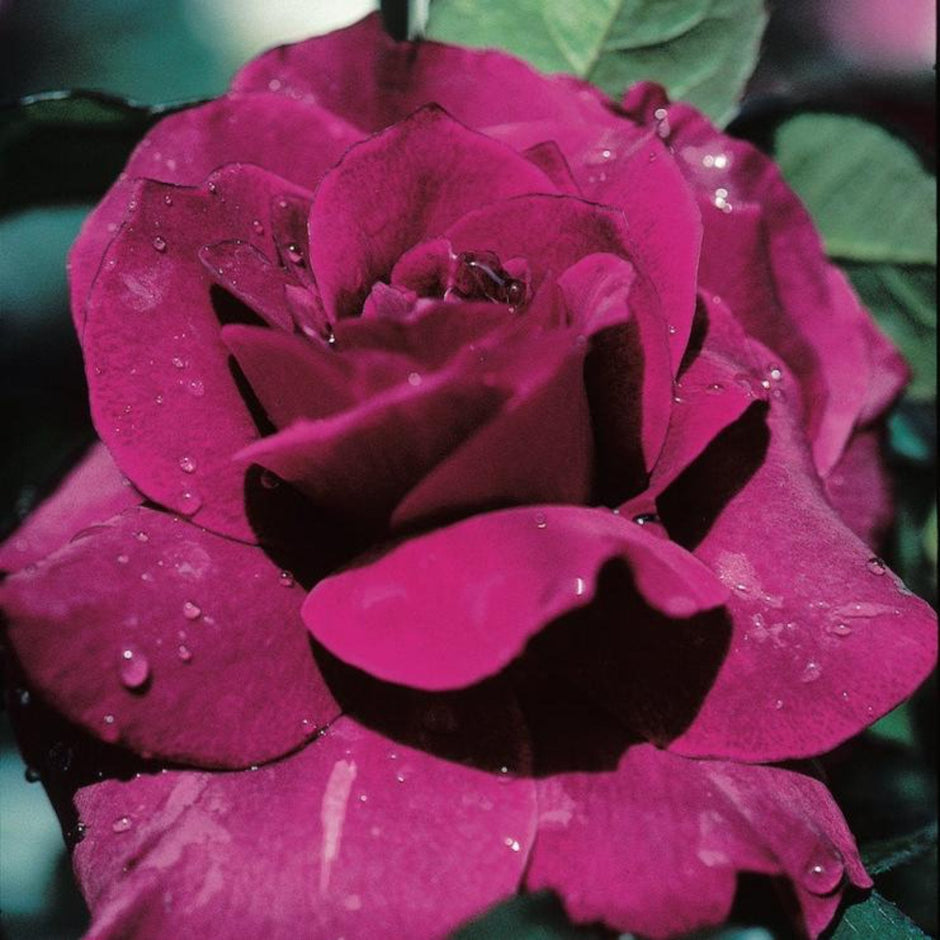 Flowering Trees | The Sill