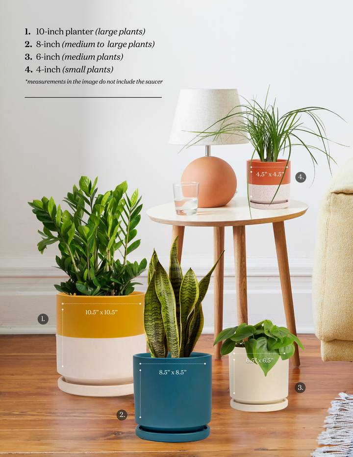 Shop Pots and Planters At The Sill | Delivery Right To Your Door