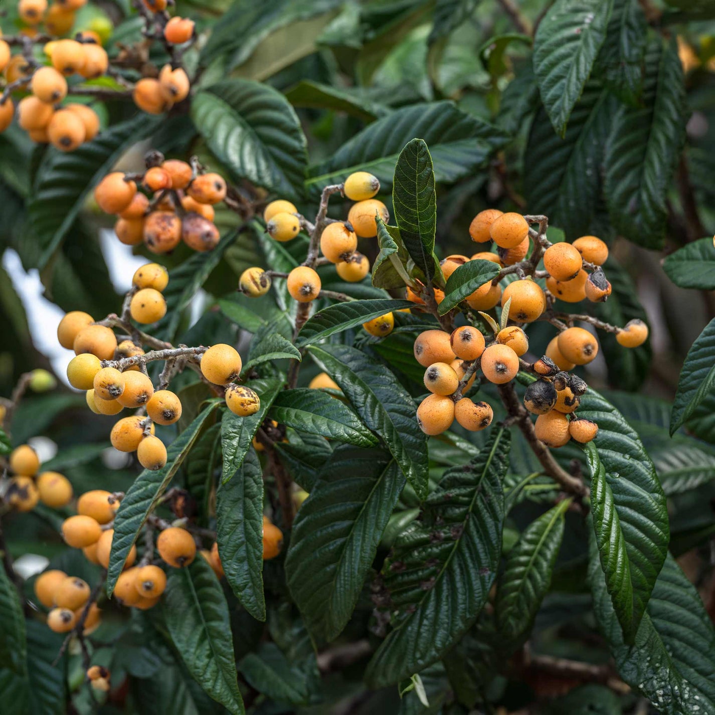 Japanese Loquat | The Sill