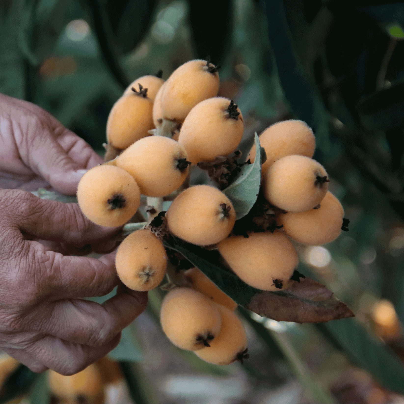 Japanese Loquat | The Sill
