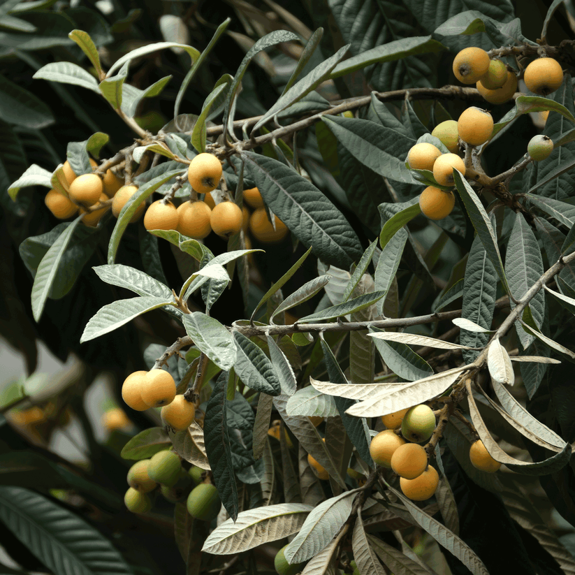 Japanese Loquat | The Sill