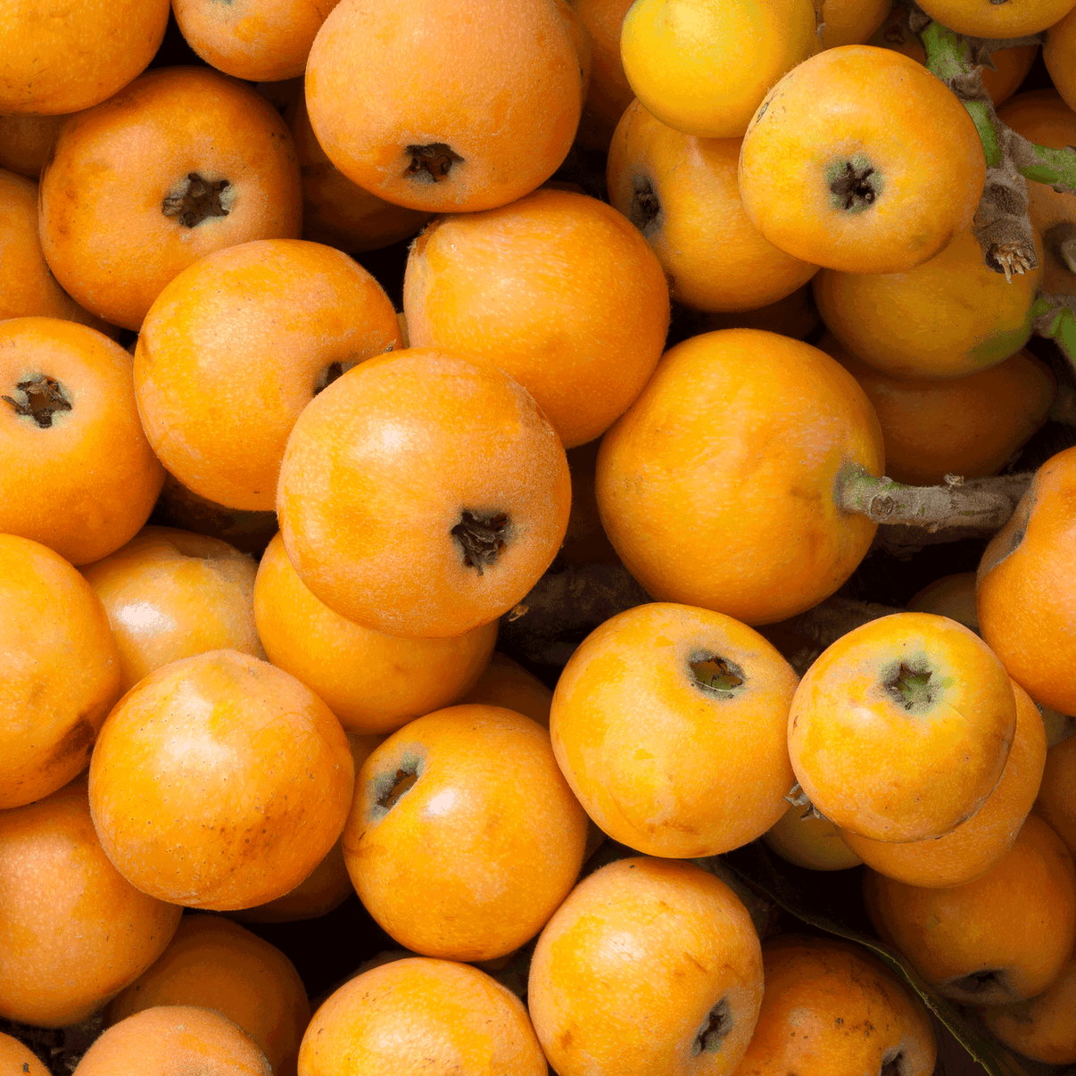 Japanese Loquat | The Sill