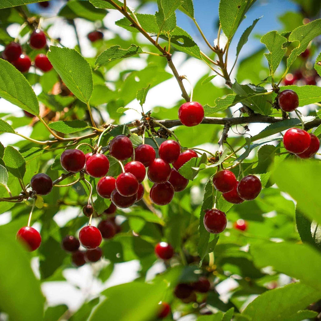 Fruiting Cherry Trees | The Sill