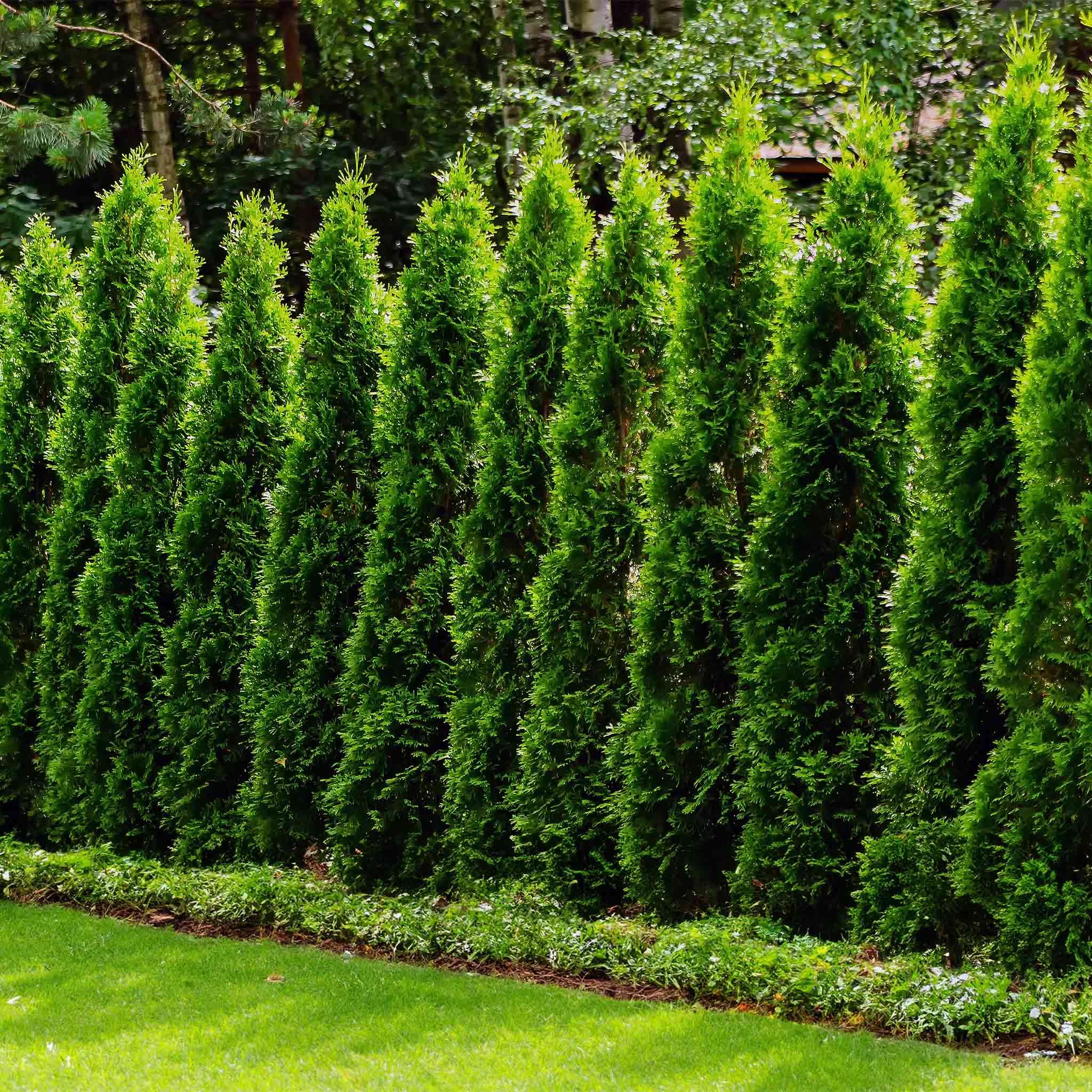 Junior Giant Thuja Tree | The Sill