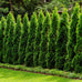Junior Giant Thuja Tree | The Sill
