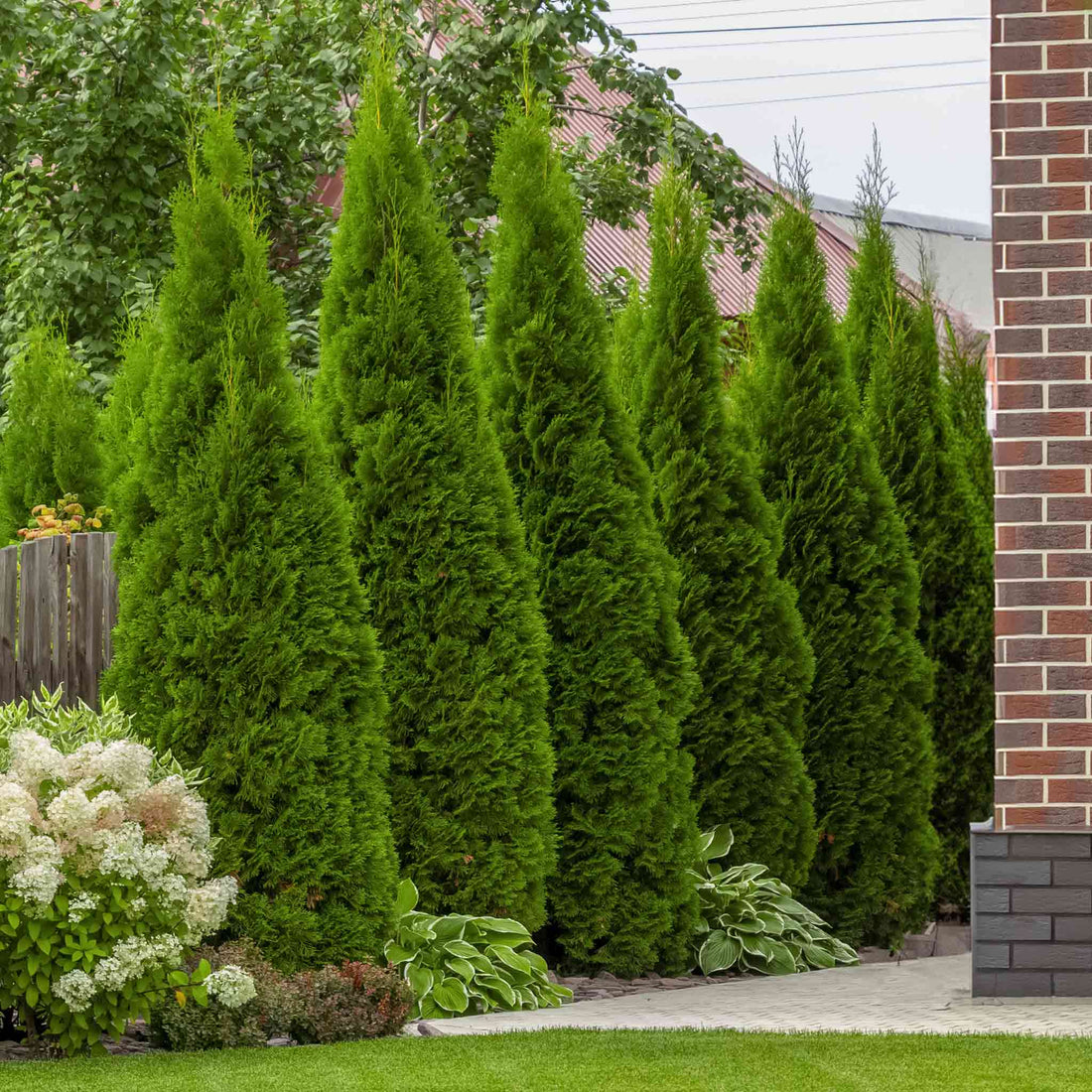 Junior Giant Thuja Tree | The Sill