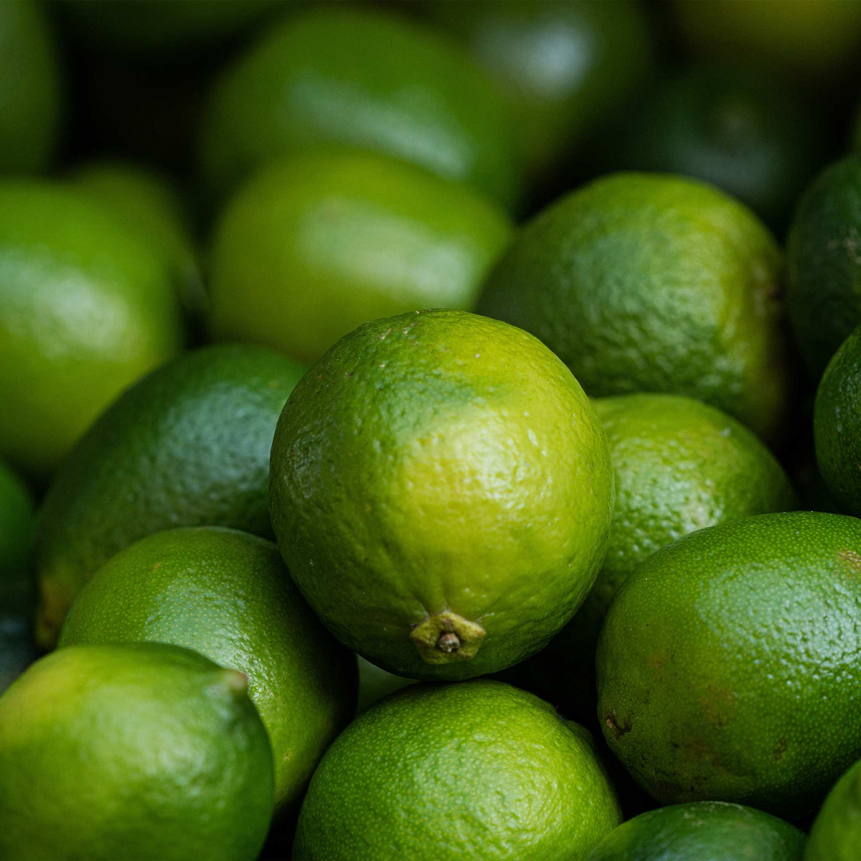 Key Lime Tree | The Sill