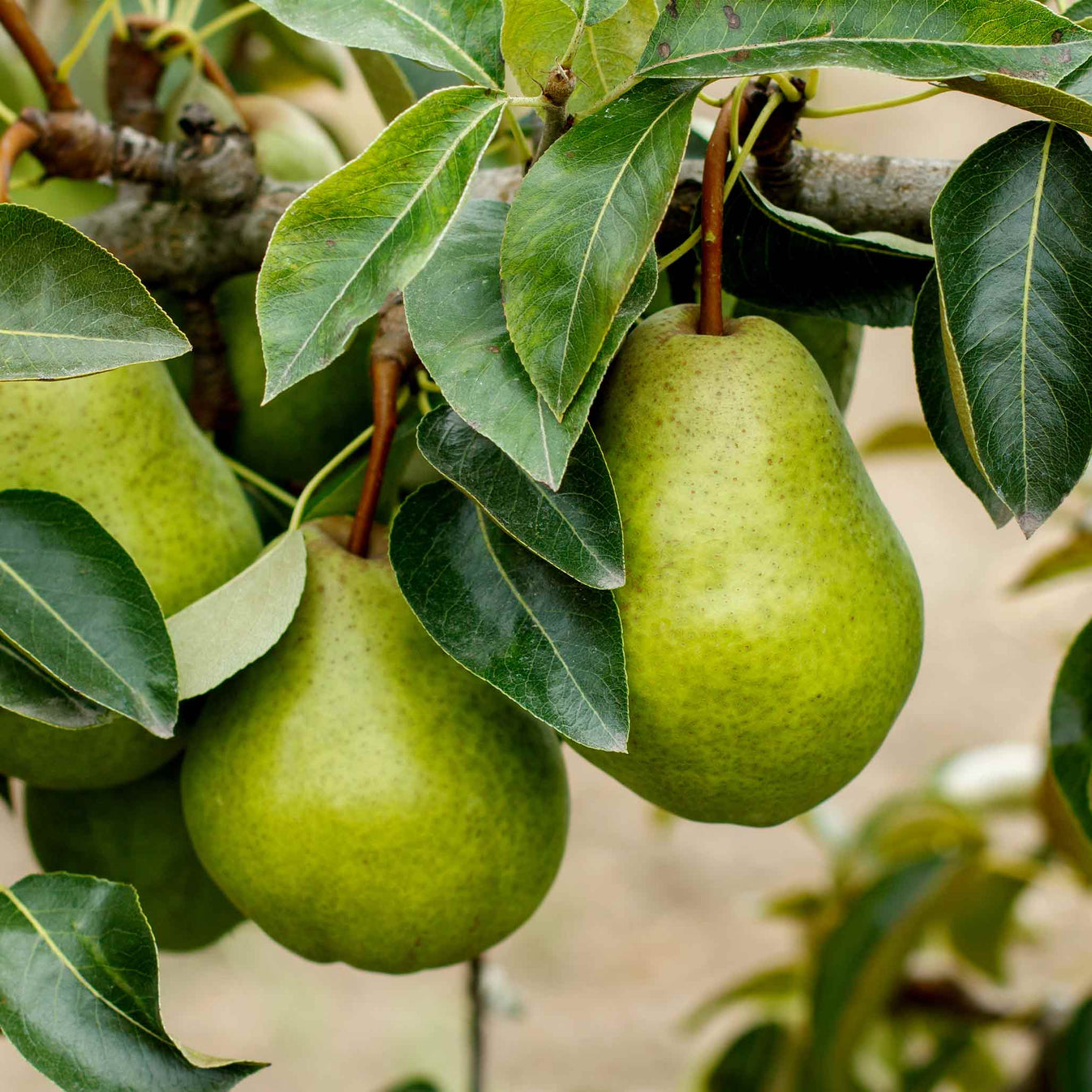 Kieffer Pear Tree | The Sill