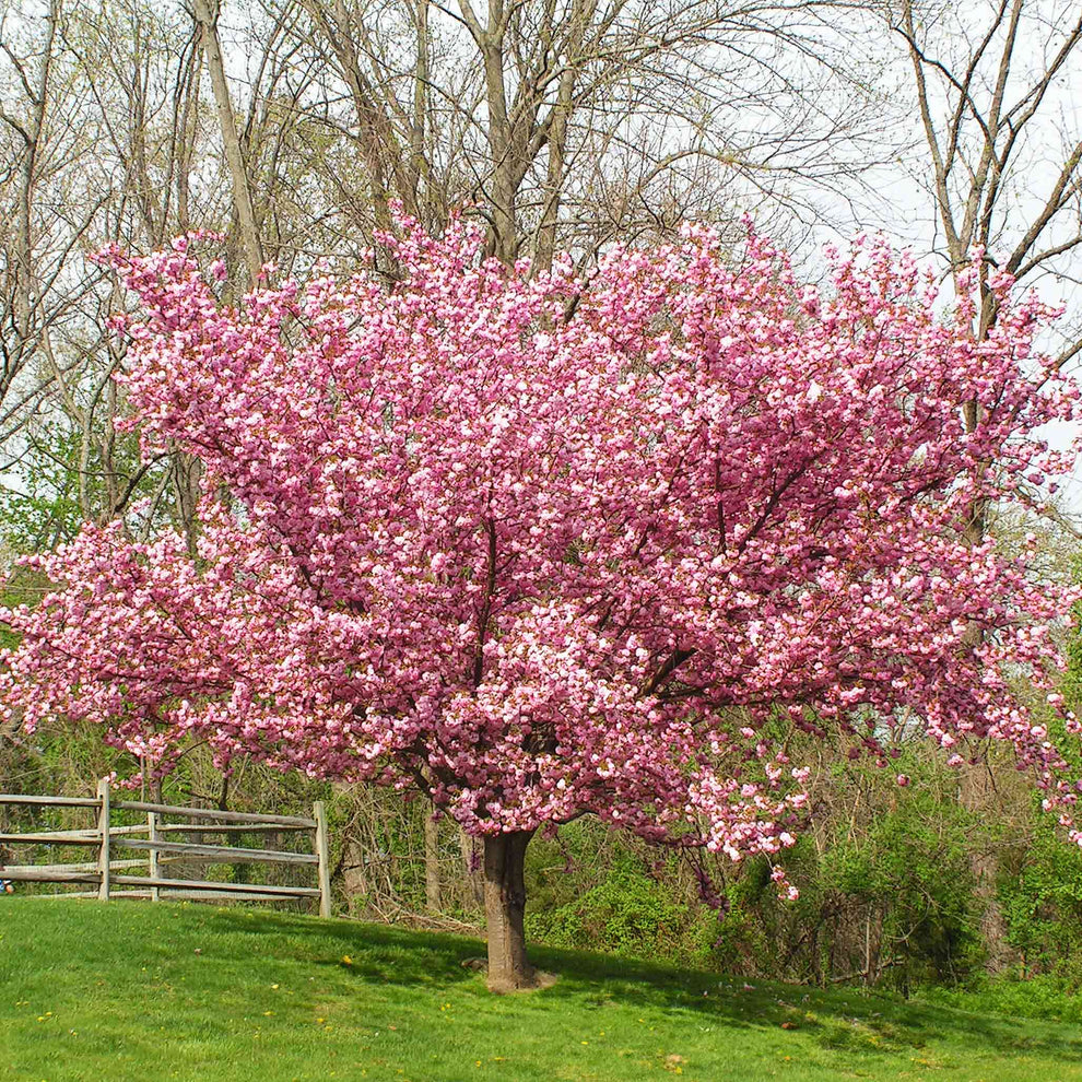 Kwanzan Flowering Cherry Tree | The Sill