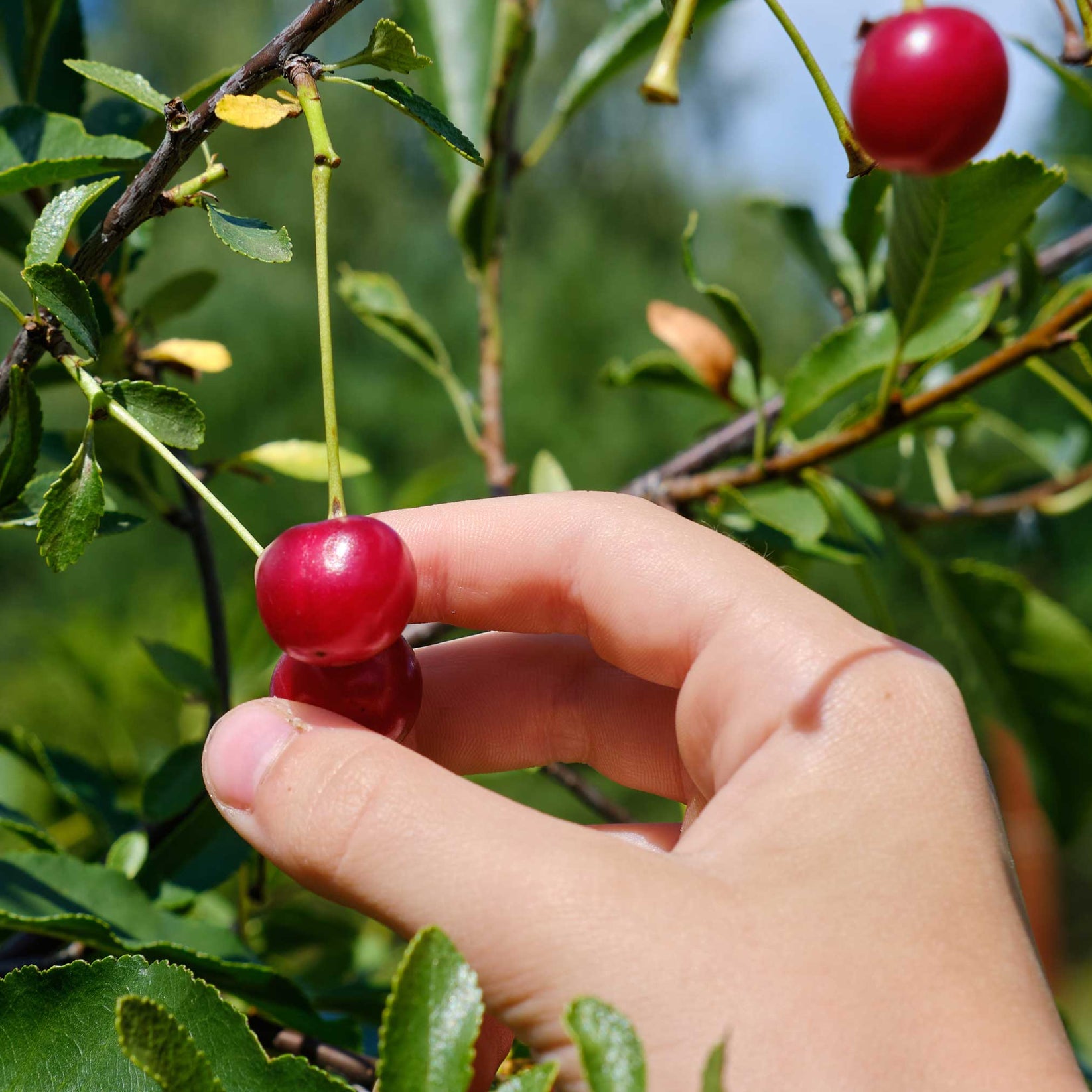 Lapins Cherry Tree | The Sill
