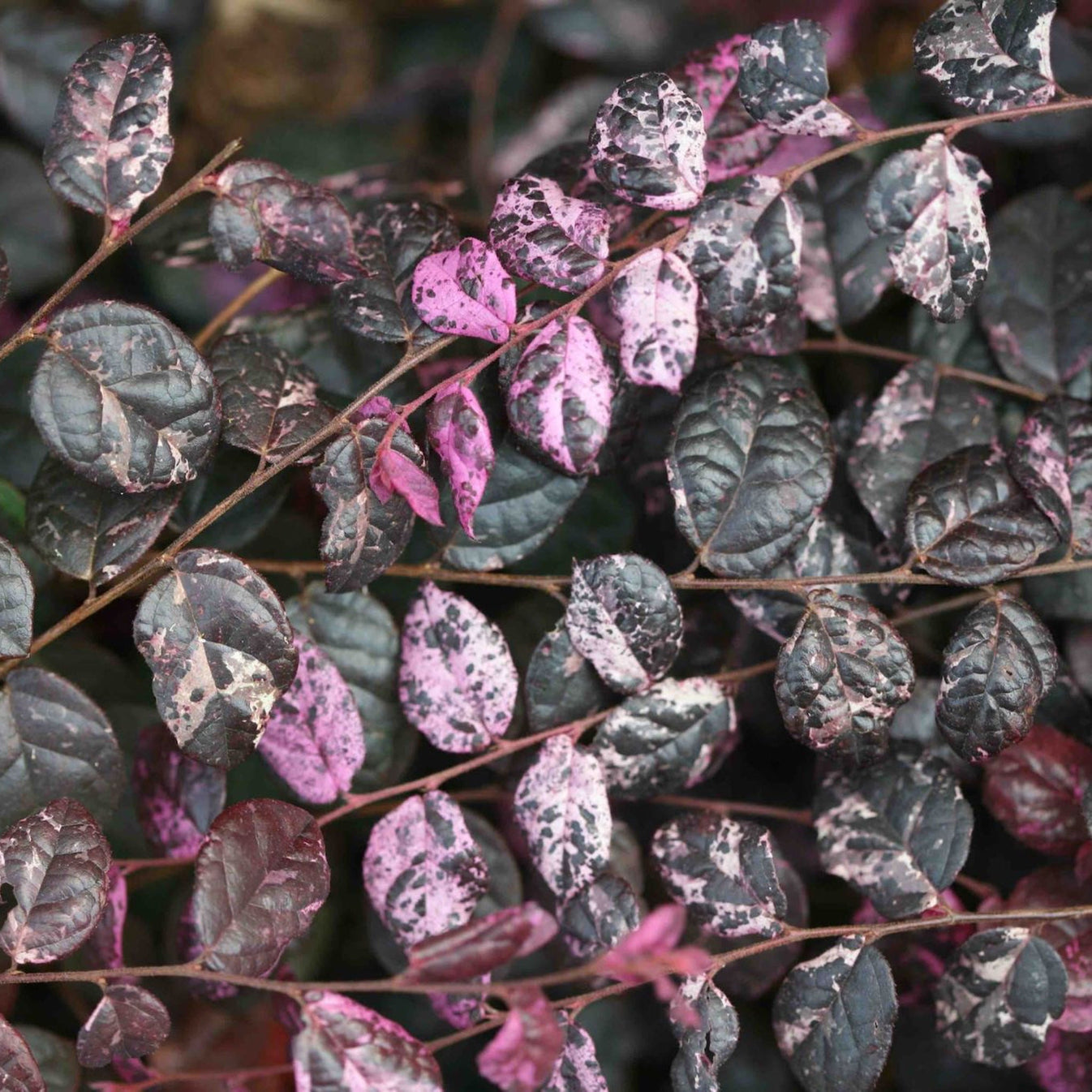 Jazz Hands Variegated® Loropetalum | The Sill