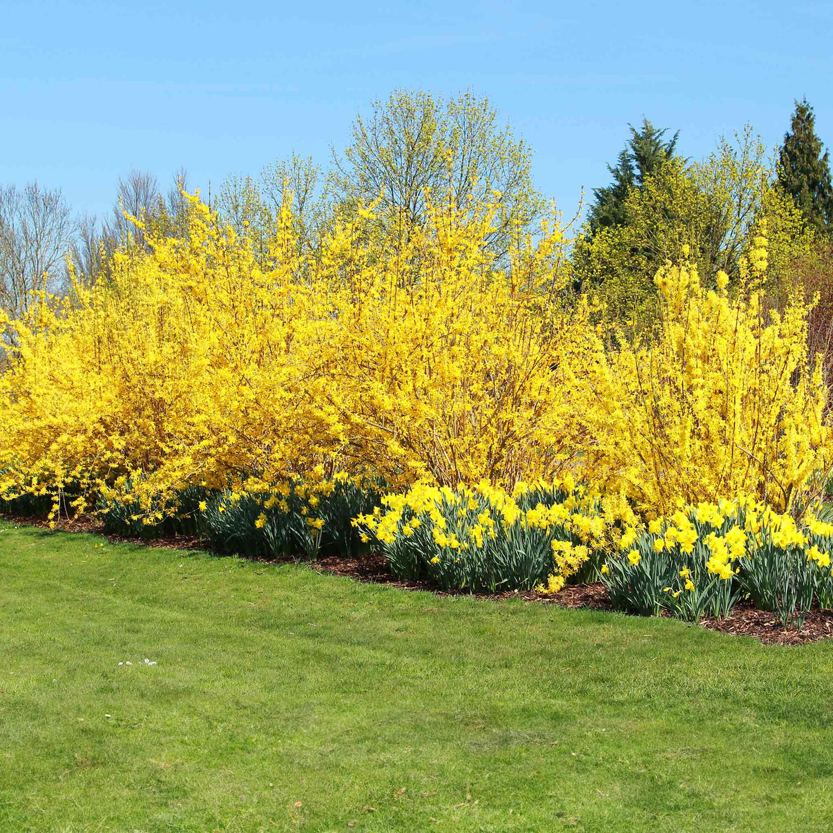 Lynwood Gold Forsythia Shrub | The Sill