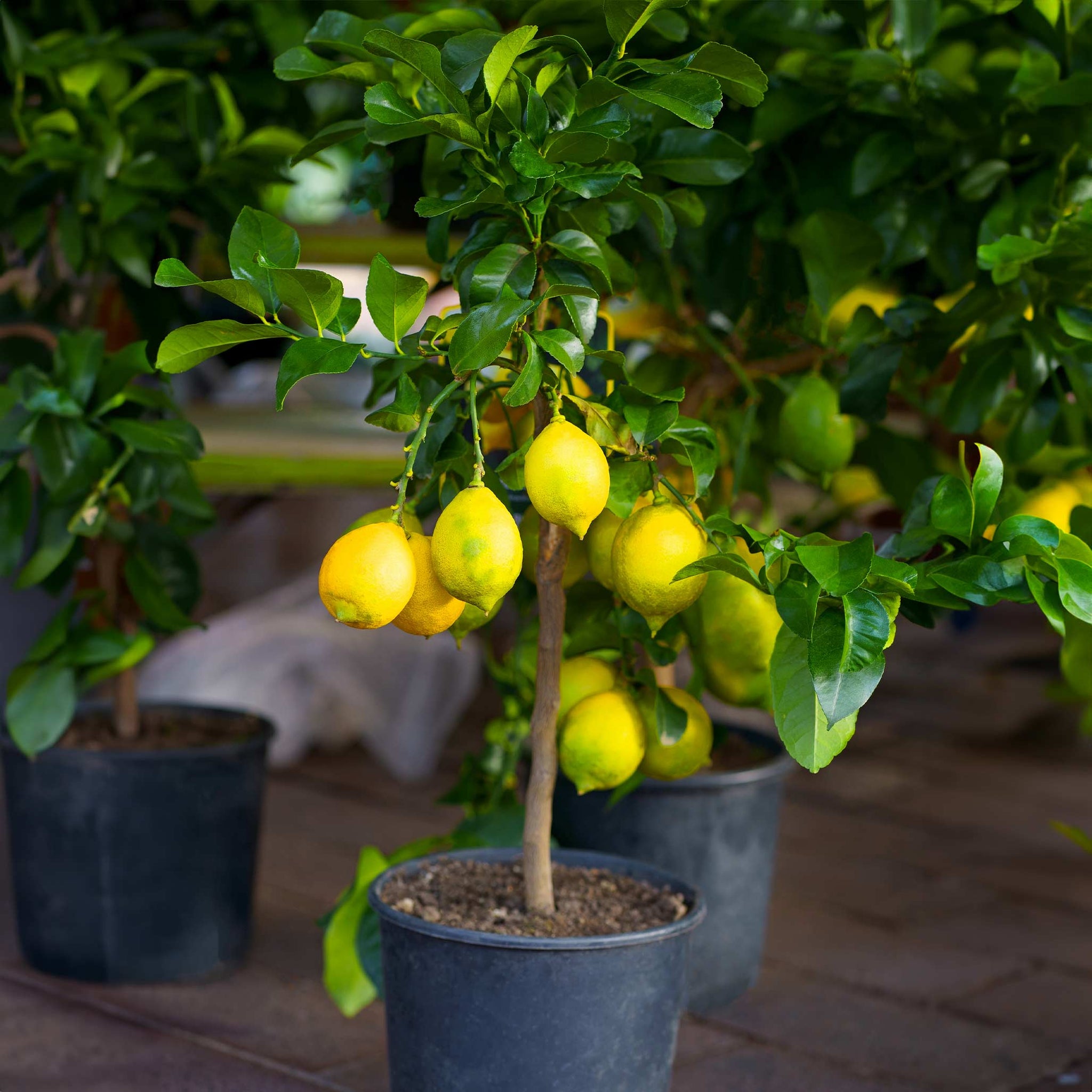 Improved Meyer Lemon Bush | The Sill