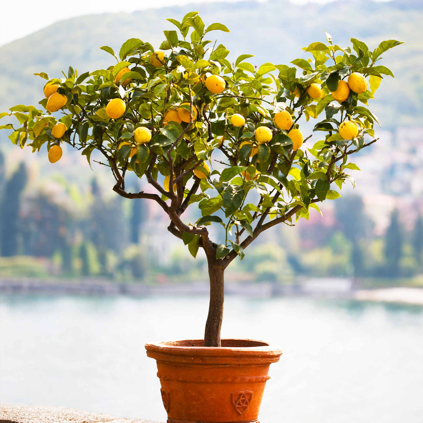 Improved Meyer Lemon Tree | The Sill