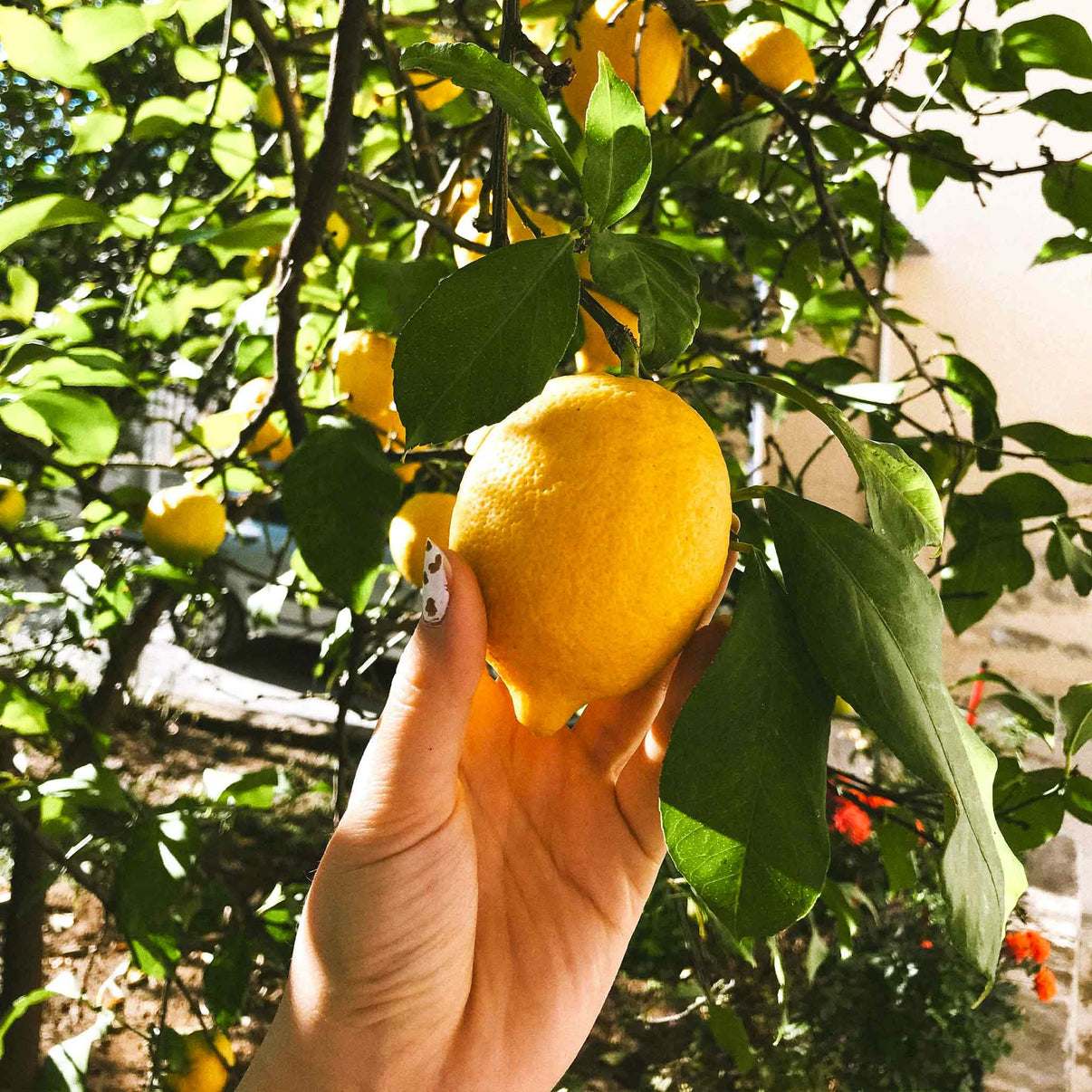Meyer Lemon Tree | The Sill
