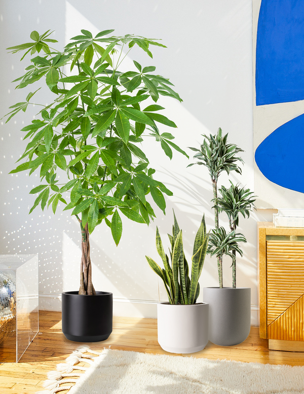 Money Tree Plant | Tropical Indoor Plants & Houseplants for Delivery ...