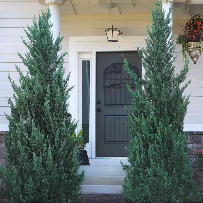 Moonglow Juniper Tree | The Sill