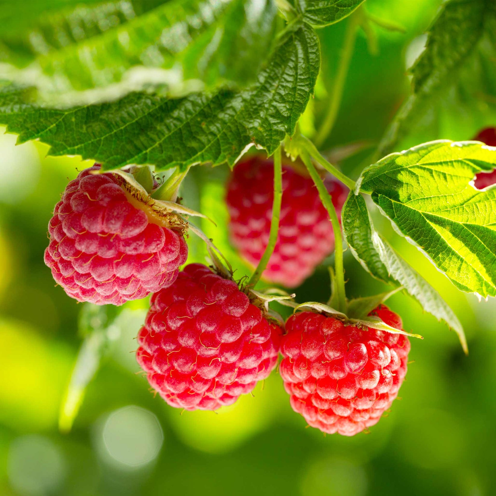 Nova Red Raspberry Plant | The Sill