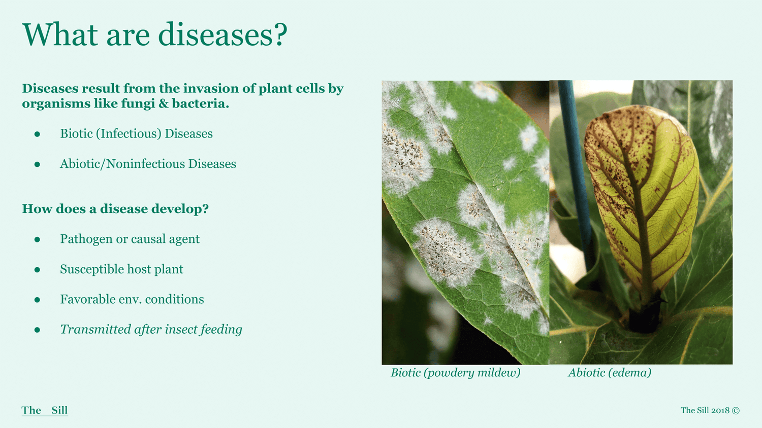 What Are Diseases? | The Sill