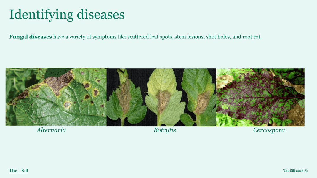 What Are Diseases? | The Sill