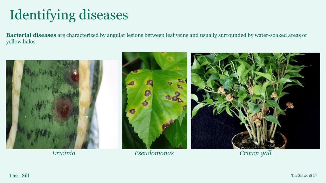 What Are Diseases? | The Sill