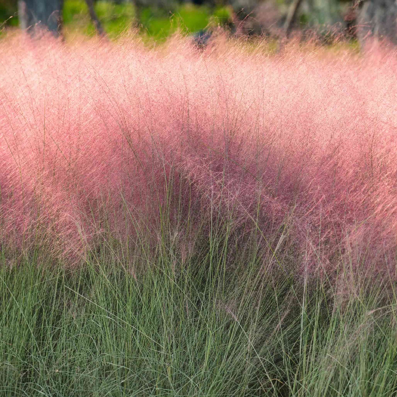 Pink Muhly Grass | The Sill