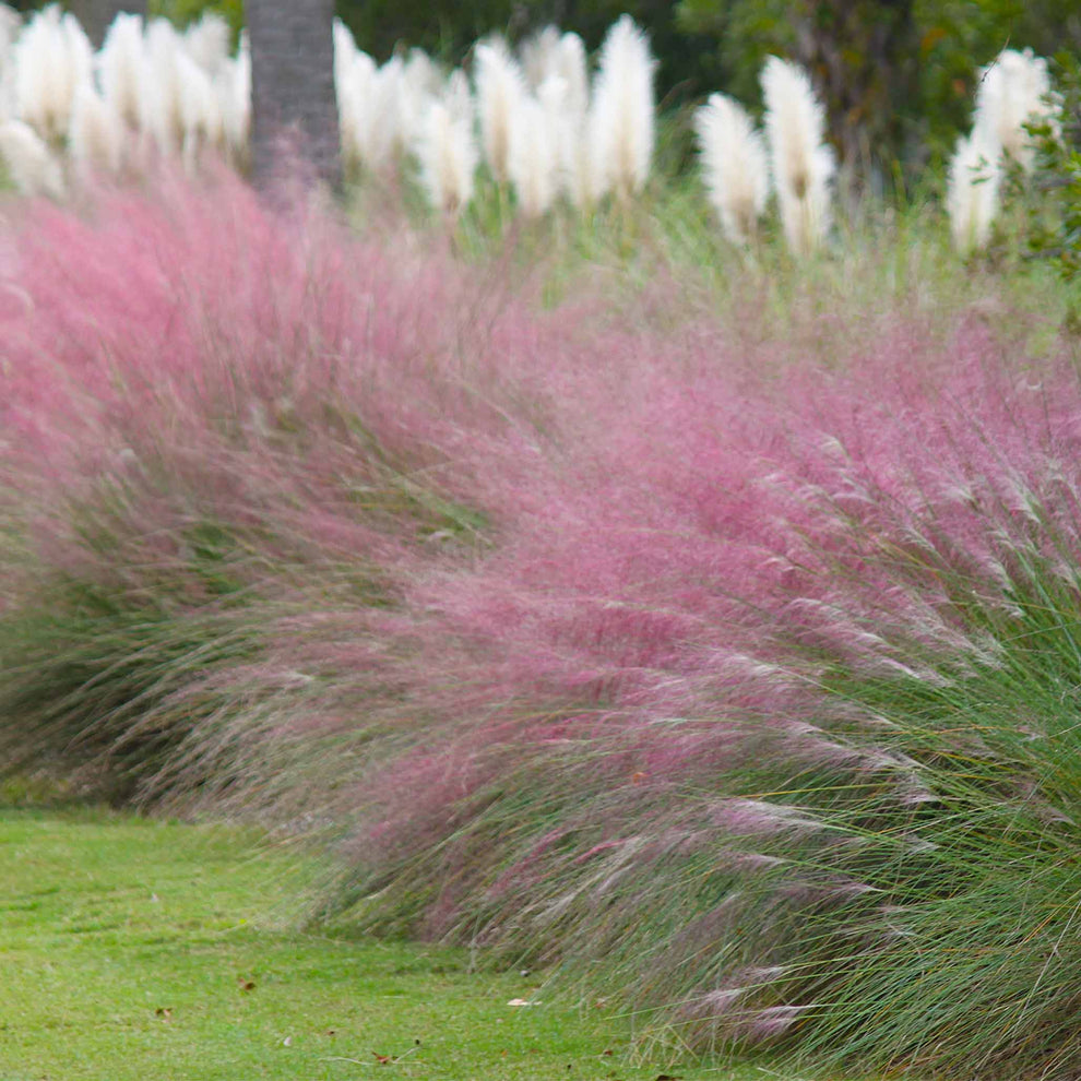 Pink Muhly Grass | The Sill