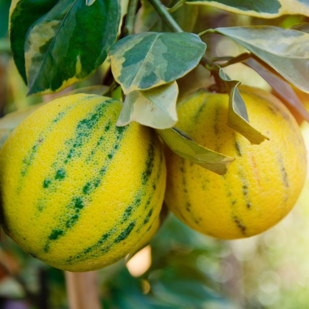 Pink Variegated Eureka Lemon Bush | The Sill