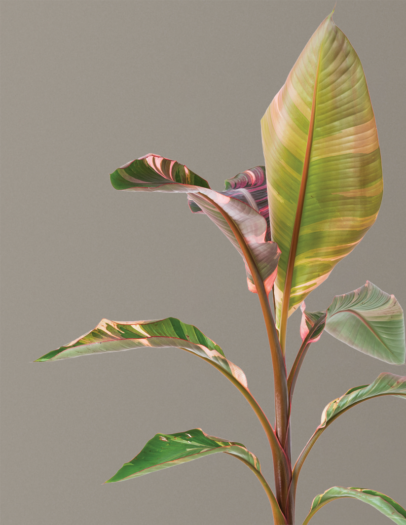 Musa Nono Pink Variegated Banana | Rare Tropical Plants for Delivery ...