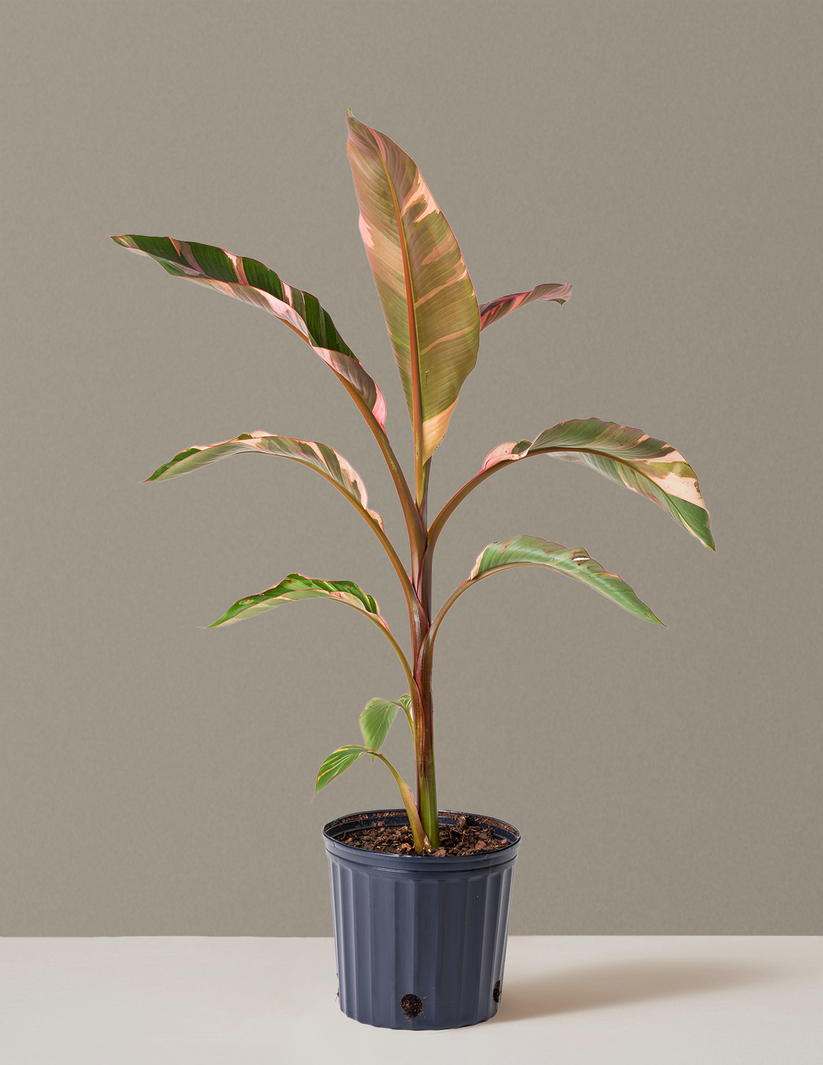 Musa Nono Pink Variegated Banana | Rare Tropical Plants for Delivery ...