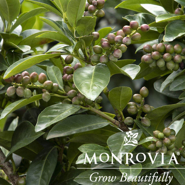 Volcano Cherry Laurel Topiary | The Sill