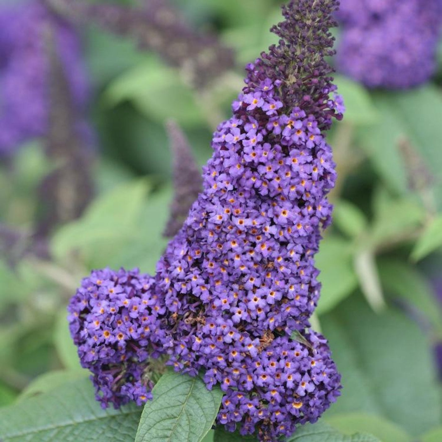 Pugster Blue® Butterfly Bush | The Sill