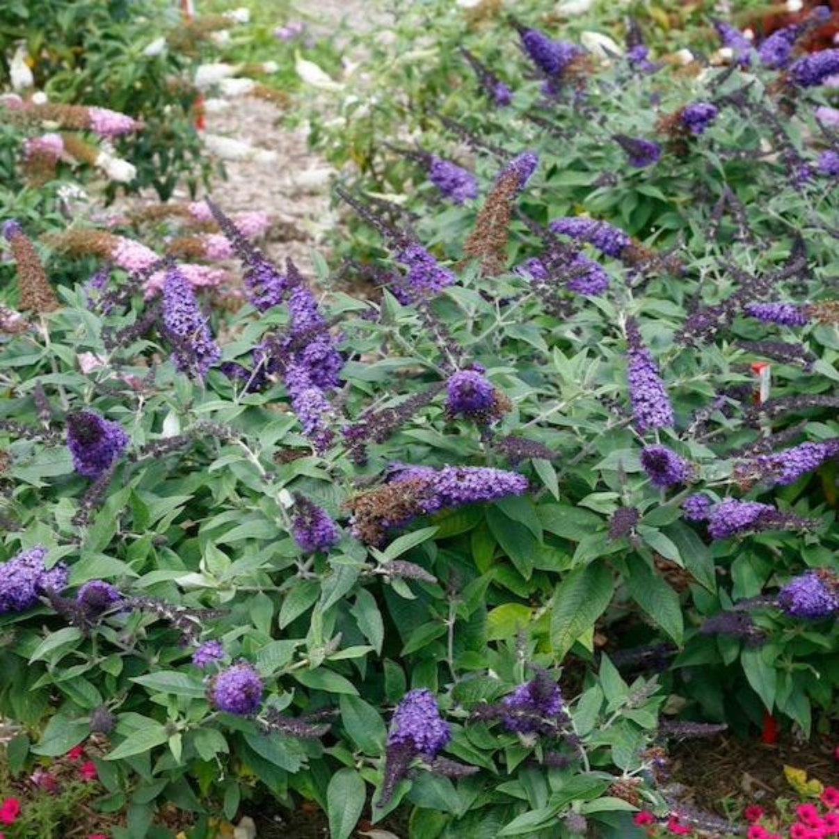 Pugster Blue® Butterfly Bush | The Sill