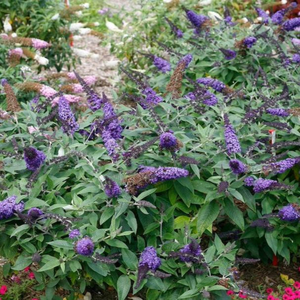 Pugster Blue® Butterfly Bush | The Sill