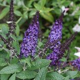 Pugster Blue® Butterfly Bush | The Sill