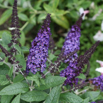 Pugster Blue® Butterfly Bush | The Sill