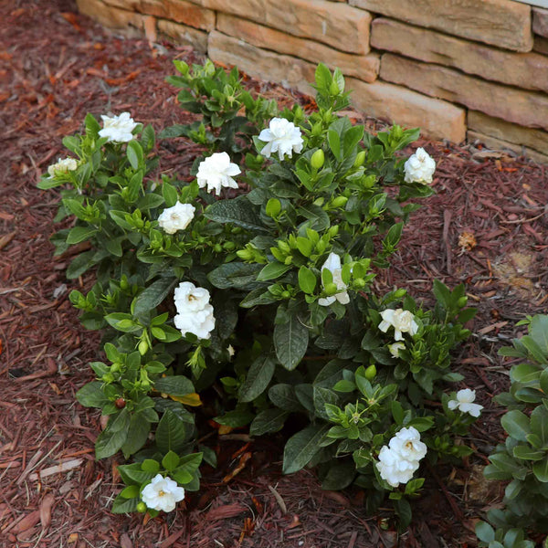 Radicans Gardenia | The Sill